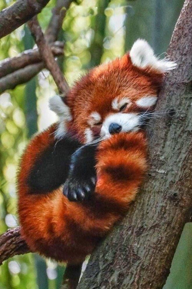Animaux