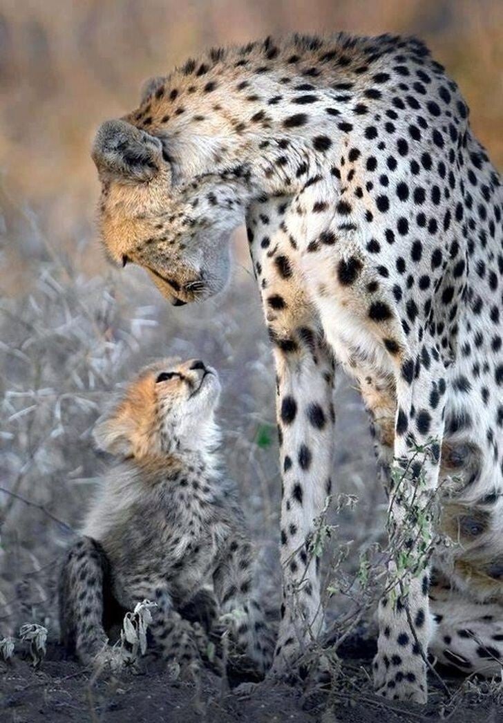 Animaux