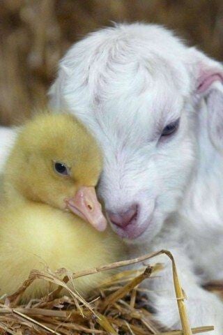 Animaux