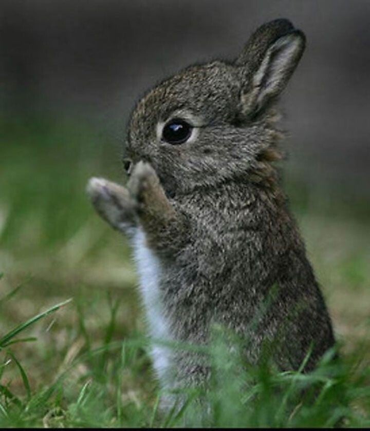 Animaux
