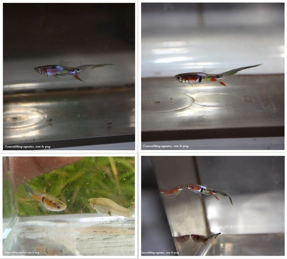 Endler | emeraldking-aquatics