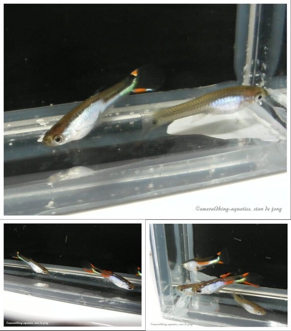 Endler | emeraldking-aquatics