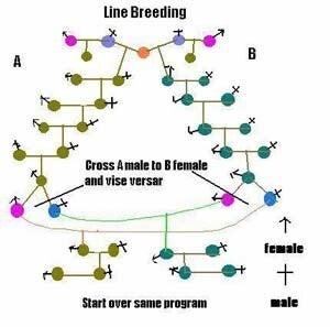 Cross Breeding Diagram
