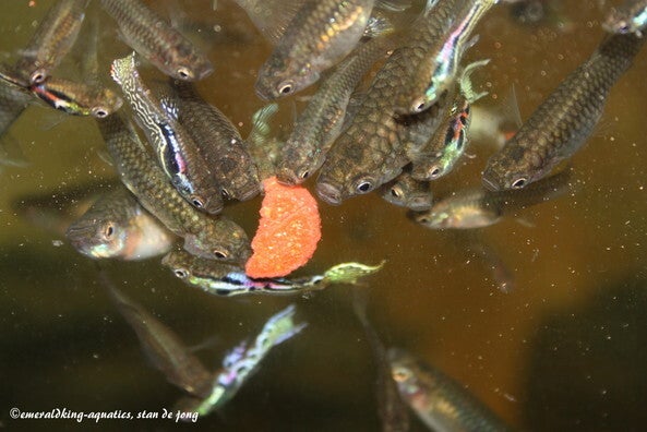 Endler | emeraldking-aquatics