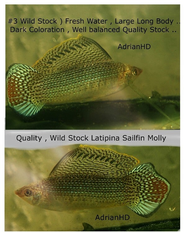 Móllienísia (Molly) | emeraldking-aquatics