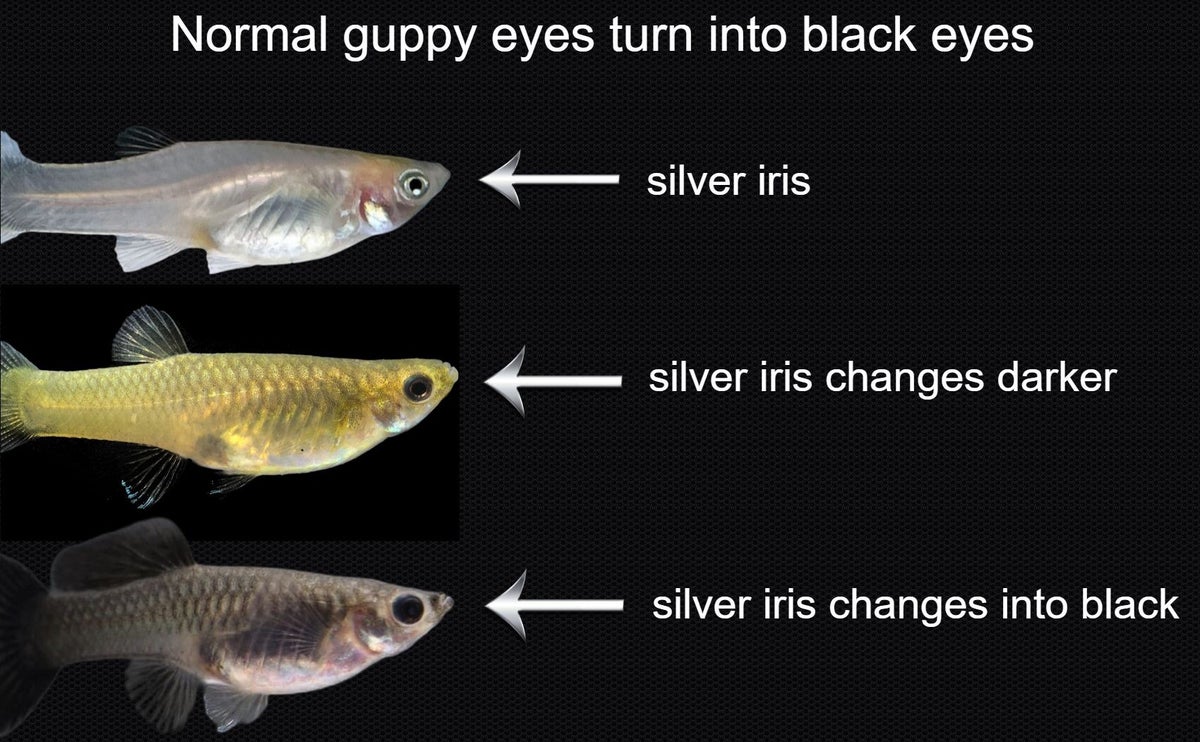 Eye vision | emeraldking-aquatics
