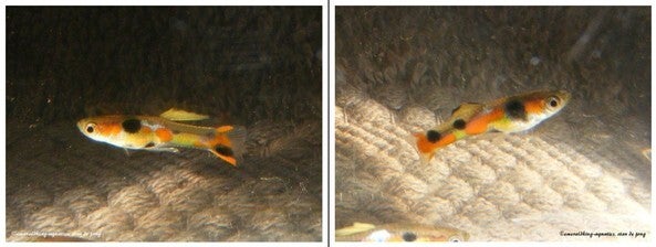 Endler | emeraldking-aquatics