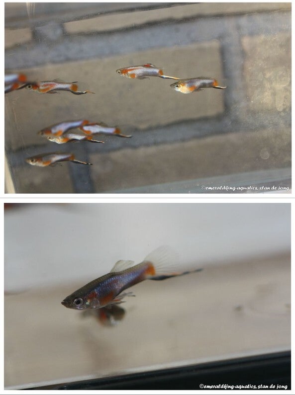 Endler | emeraldking-aquatics