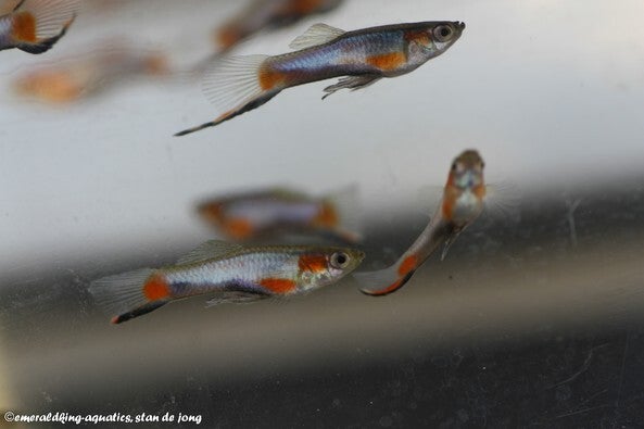 Endler | emeraldking-aquatics