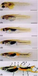 Endler | emeraldking-aquatics