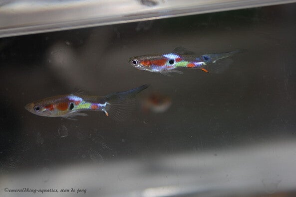 Endler | emeraldking-aquatics