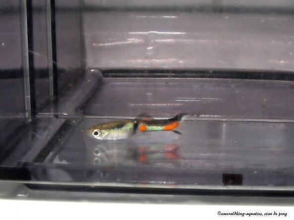 Endler | emeraldking-aquatics