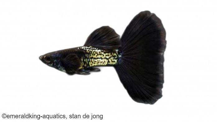 Basic guppy genetics | emeraldking-aquatics