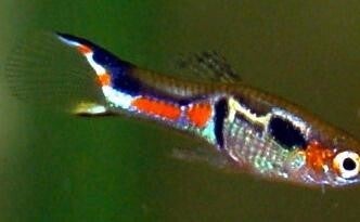 Endler | emeraldking-aquatics