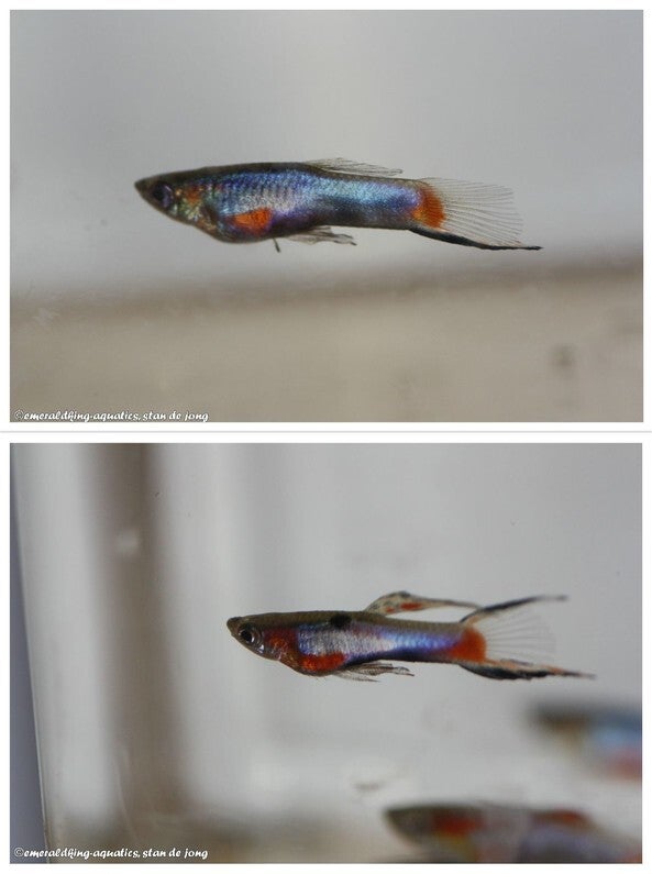 Endler | emeraldking-aquatics