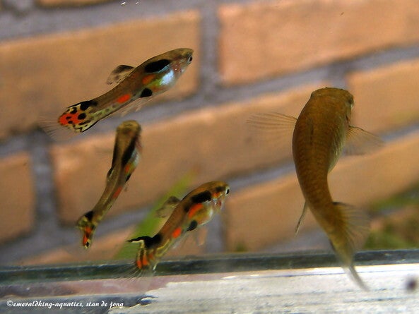 Endler | emeraldking-aquatics