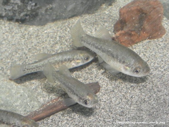 Goodeidae | emeraldking-aquatics