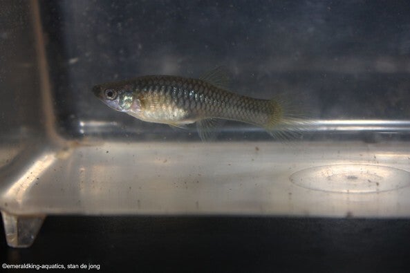 Endler | emeraldking-aquatics