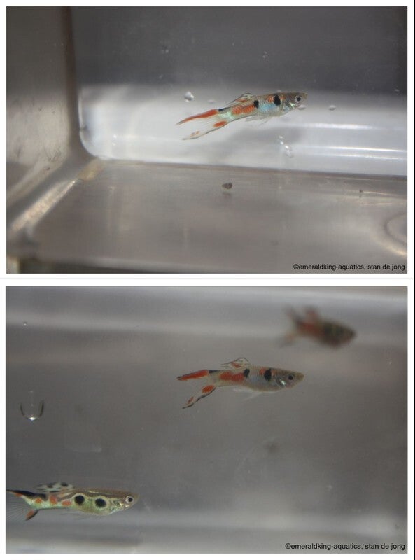 Endler | emeraldking-aquatics