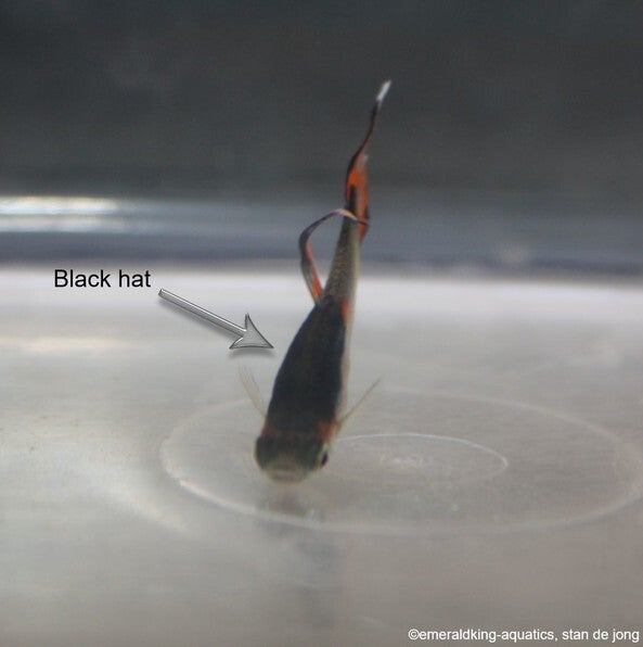 Endler | emeraldking-aquatics