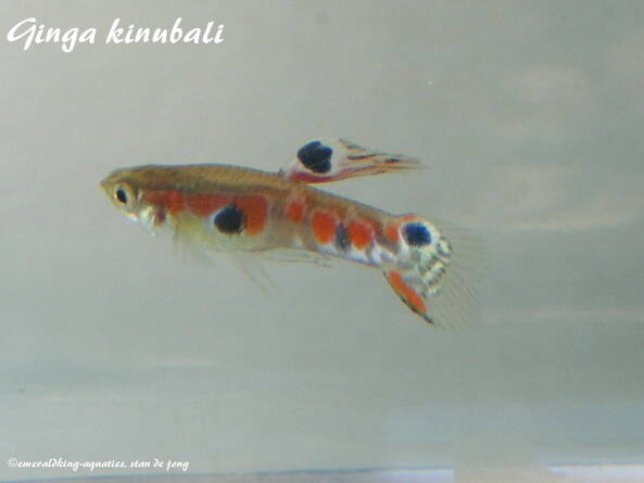 Fancy guppy 2 | emeraldking-aquatics