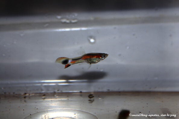 Endler | emeraldking-aquatics