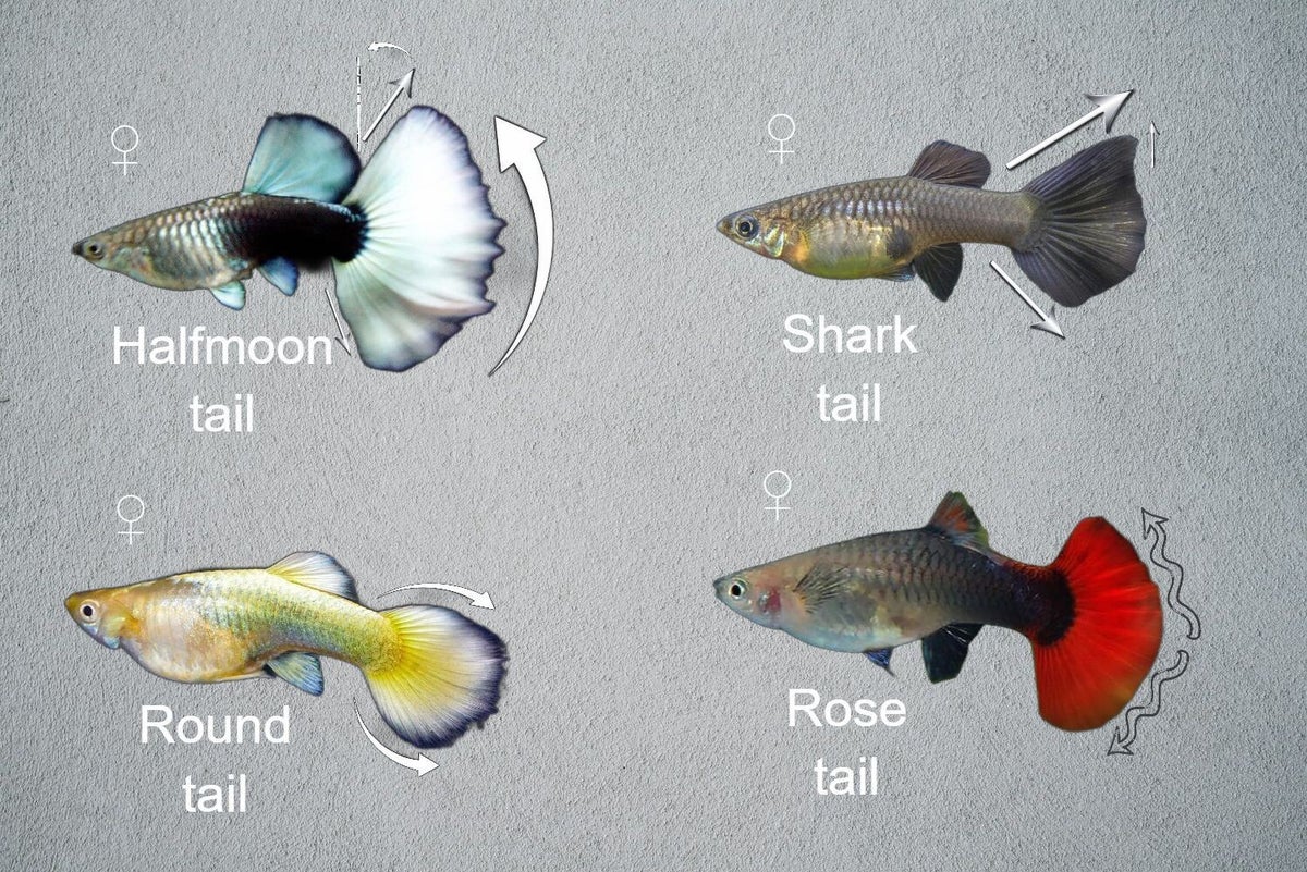 Fancy guppy 1 | emeraldking-aquatics