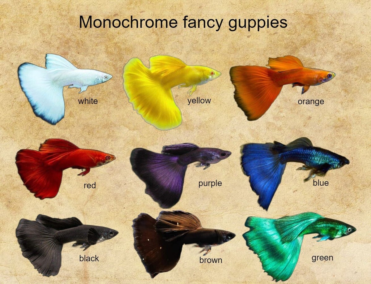 Fancy guppy 1 | emeraldking-aquatics