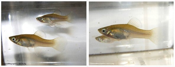Phallichthys | emeraldking-aquatics