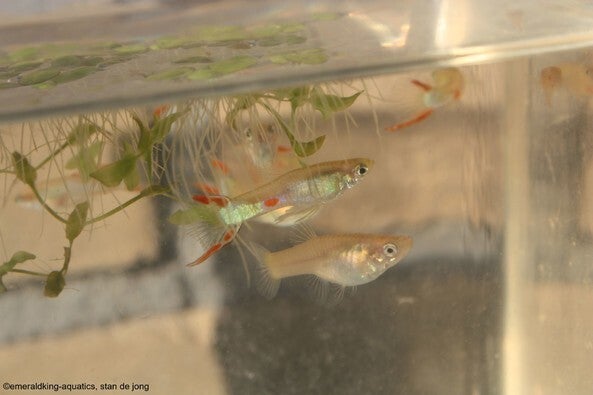 Endler | emeraldking-aquatics