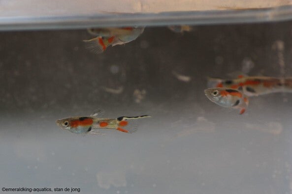 Endler | emeraldking-aquatics