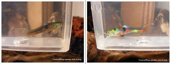 Endler | emeraldking-aquatics