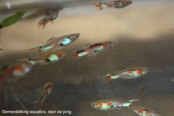 Endler | emeraldking-aquatics