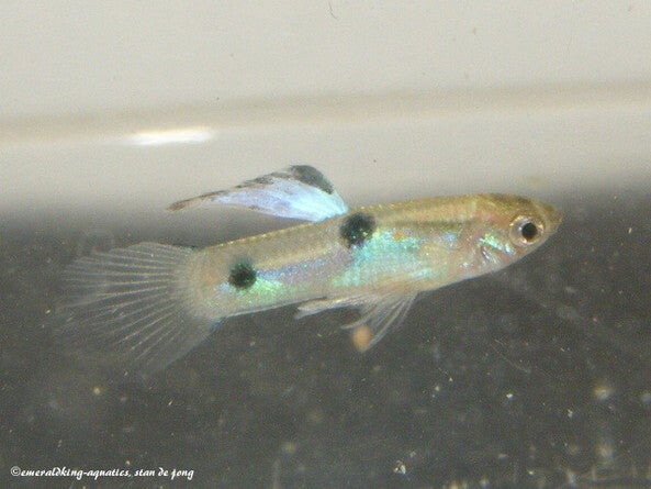 Wild guppy1 | emeraldking-aquatics