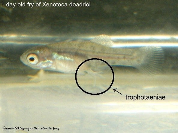 Goodeidae | emeraldking-aquatics