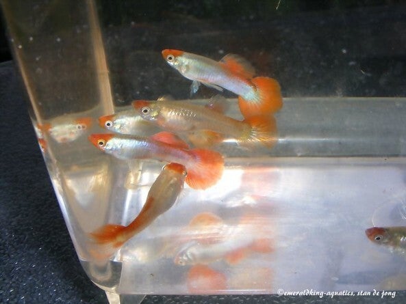 Fancy guppy 1 | emeraldking-aquatics