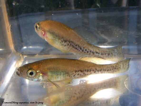 Goodeidae | emeraldking-aquatics