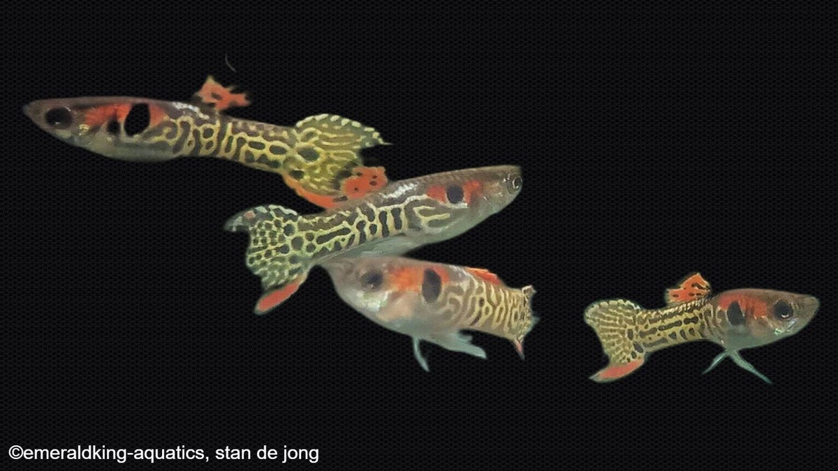 Endler | emeraldking-aquatics