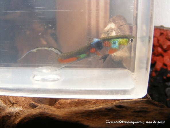 Endler | emeraldking-aquatics