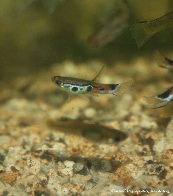 Endler | emeraldking-aquatics