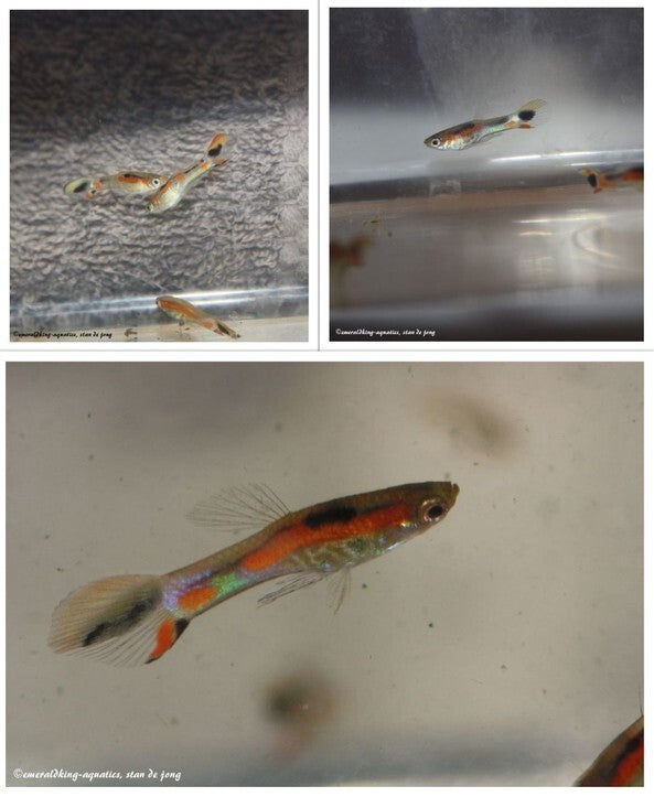 Endler | emeraldking-aquatics