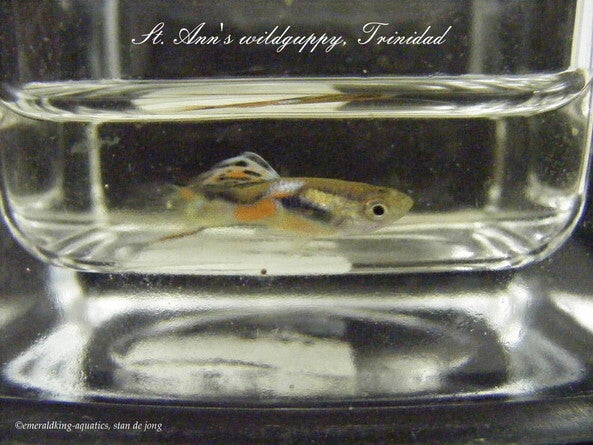 Wild guppy1 | emeraldking-aquatics