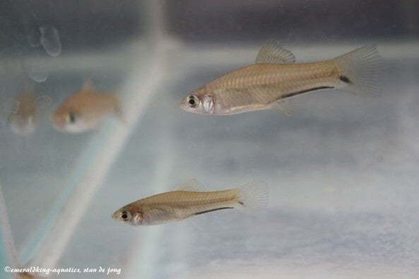 Xiphophorus 1 | emeraldking-aquatics