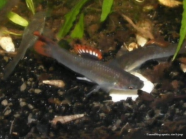 Móllienísia (Molly) | emeraldking-aquatics