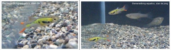 Endler | emeraldking-aquatics