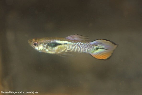 Endler | emeraldking-aquatics