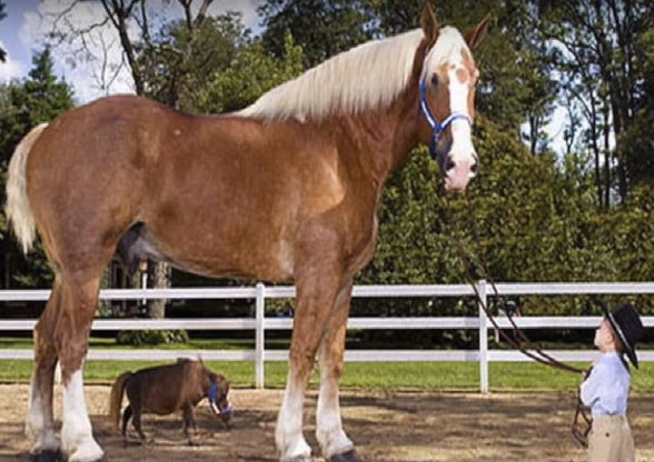 hoeveel weegt het grootste paard ter wereld | Horse Yasmine