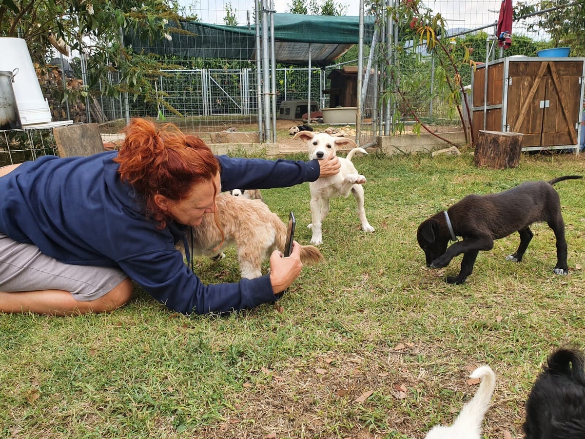 Hoe komt een adoptie tot stand bij SDR? | Selly's Dog Rescue