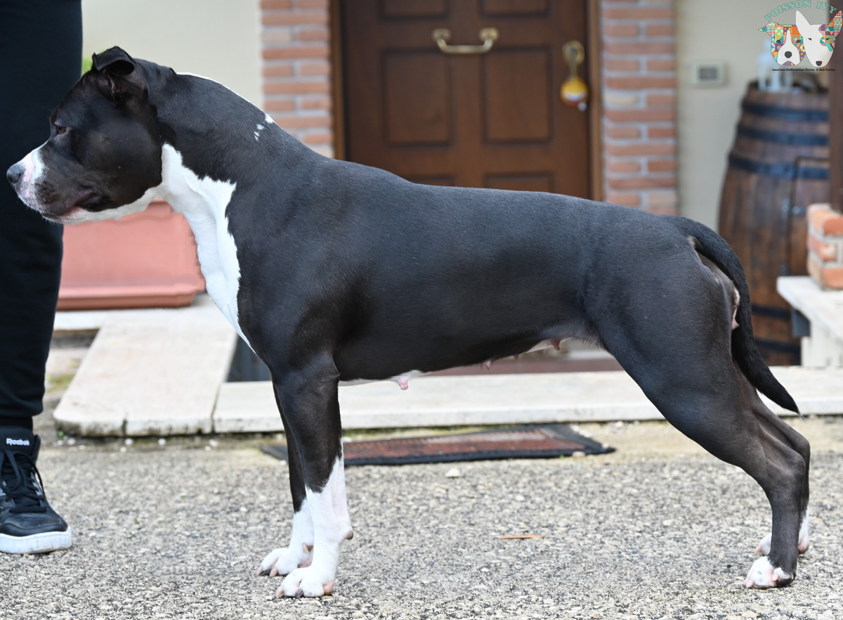 FCI AND ABKC DOG STANDARD FOR OUR BREEDS