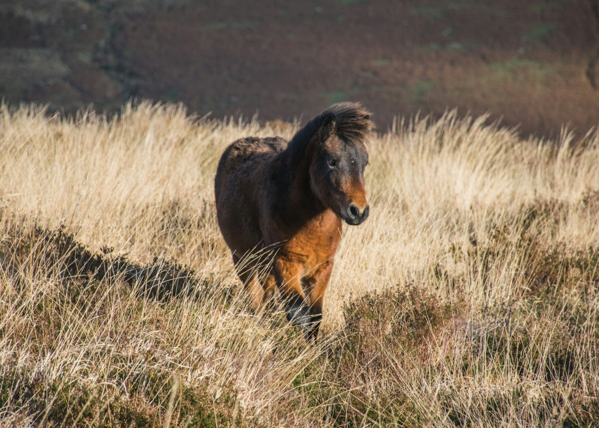 Local Area | The Creamery Wild Goose Barn